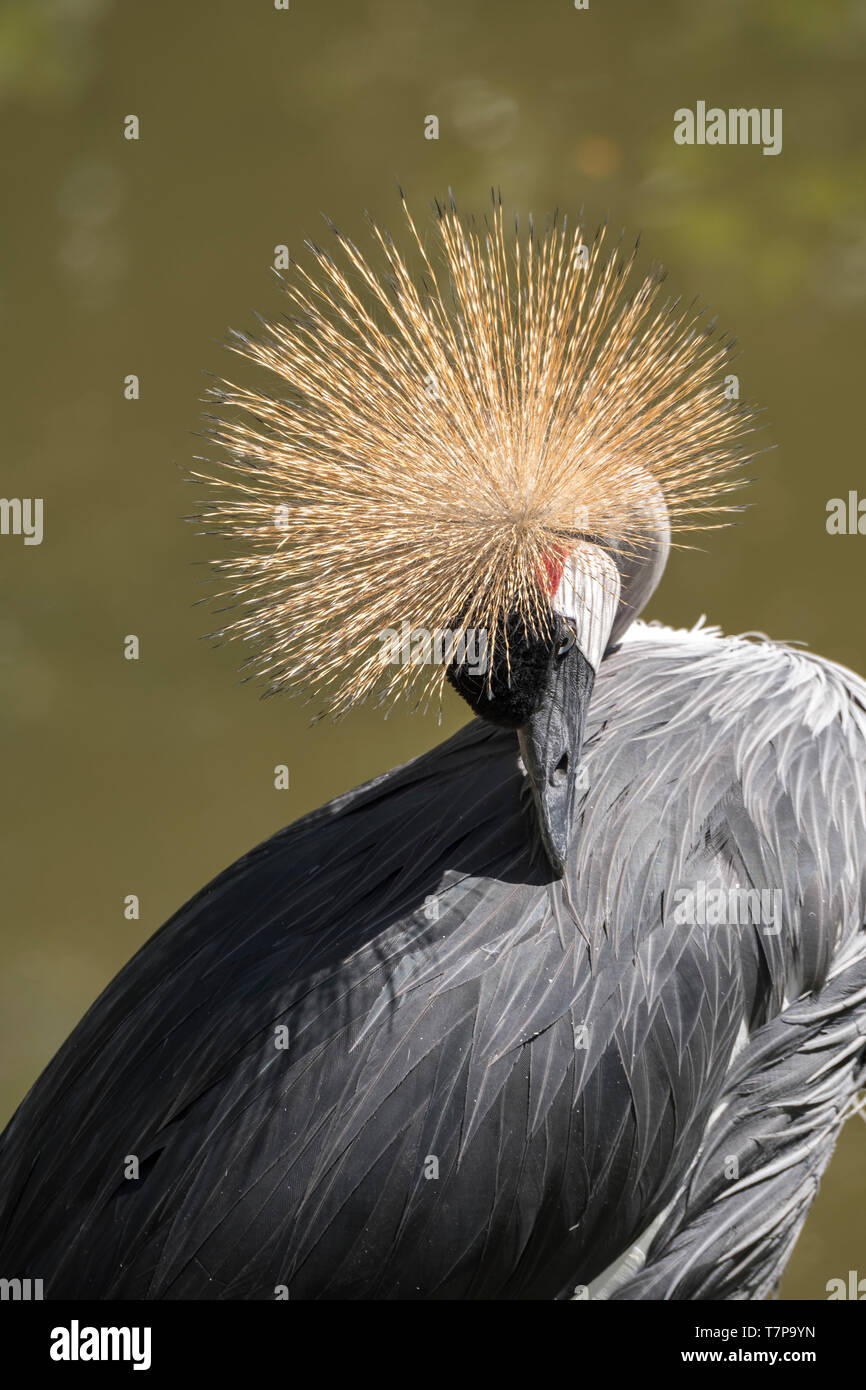 details of a Black Crowned gru near the water Stock Photo - Alamy
