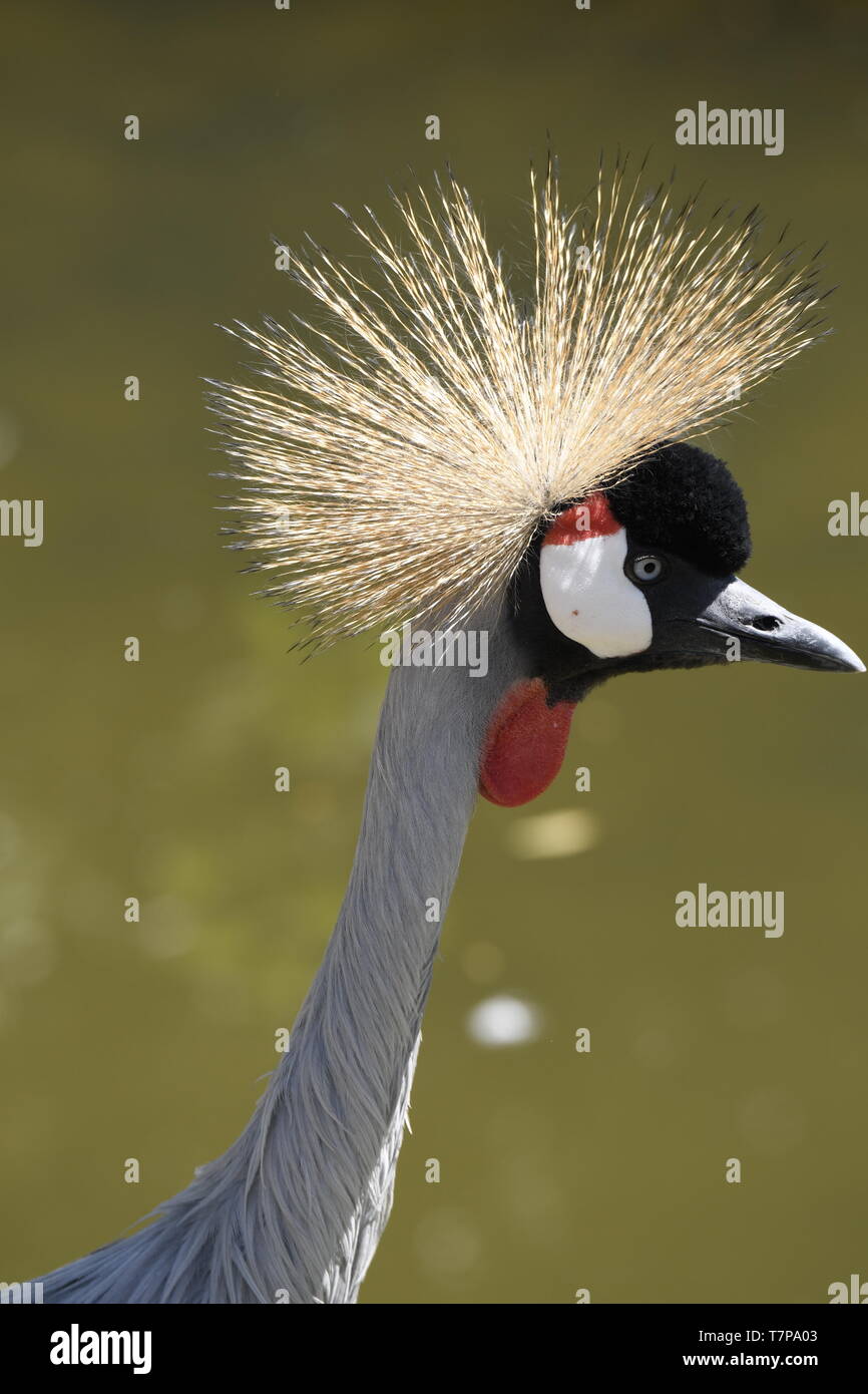 details of a Black Crowned gru near the water Stock Photo - Alamy