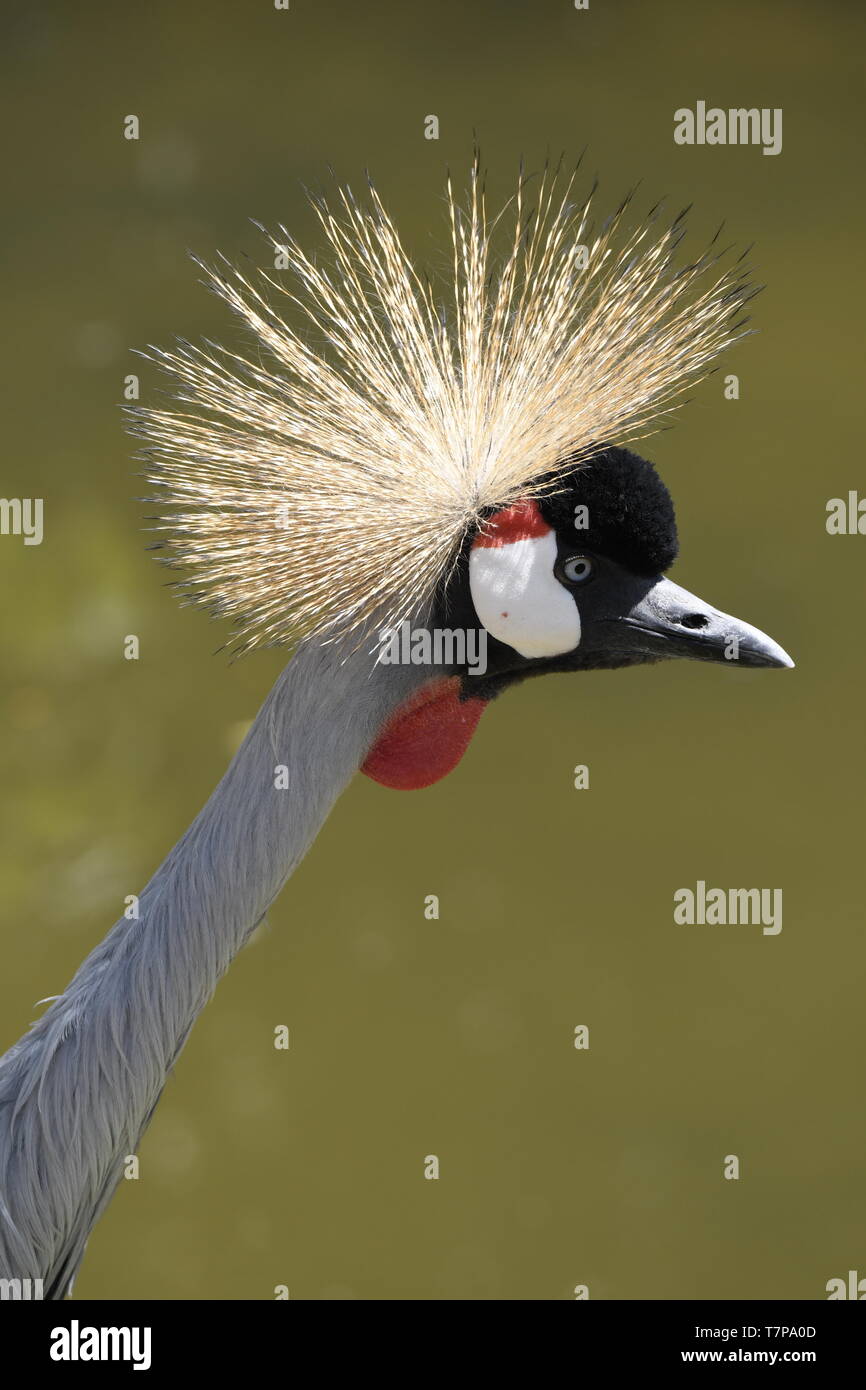 details of a Black Crowned gru near the water Stock Photo - Alamy