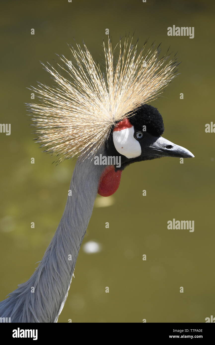 details of a Black Crowned gru near the water Stock Photo - Alamy