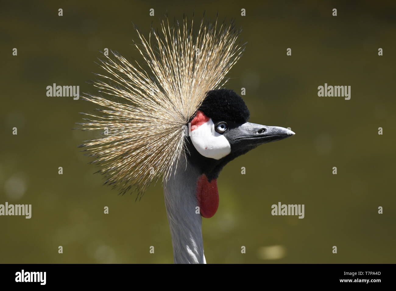 details of a Black Crowned gru near the water Stock Photo - Alamy