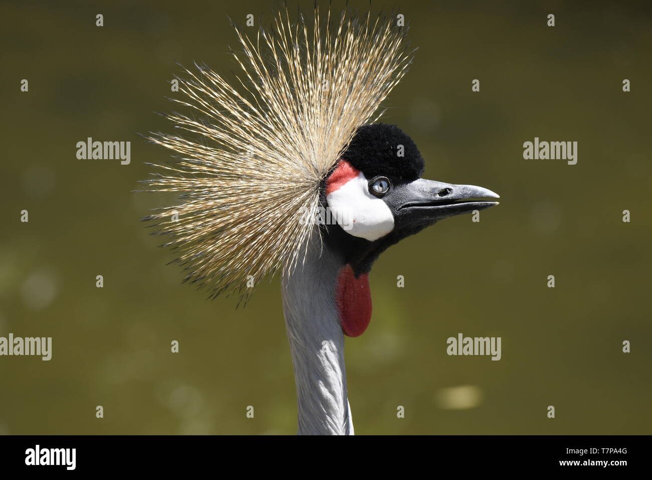 details of a Black Crowned gru near the water Stock Photo - Alamy