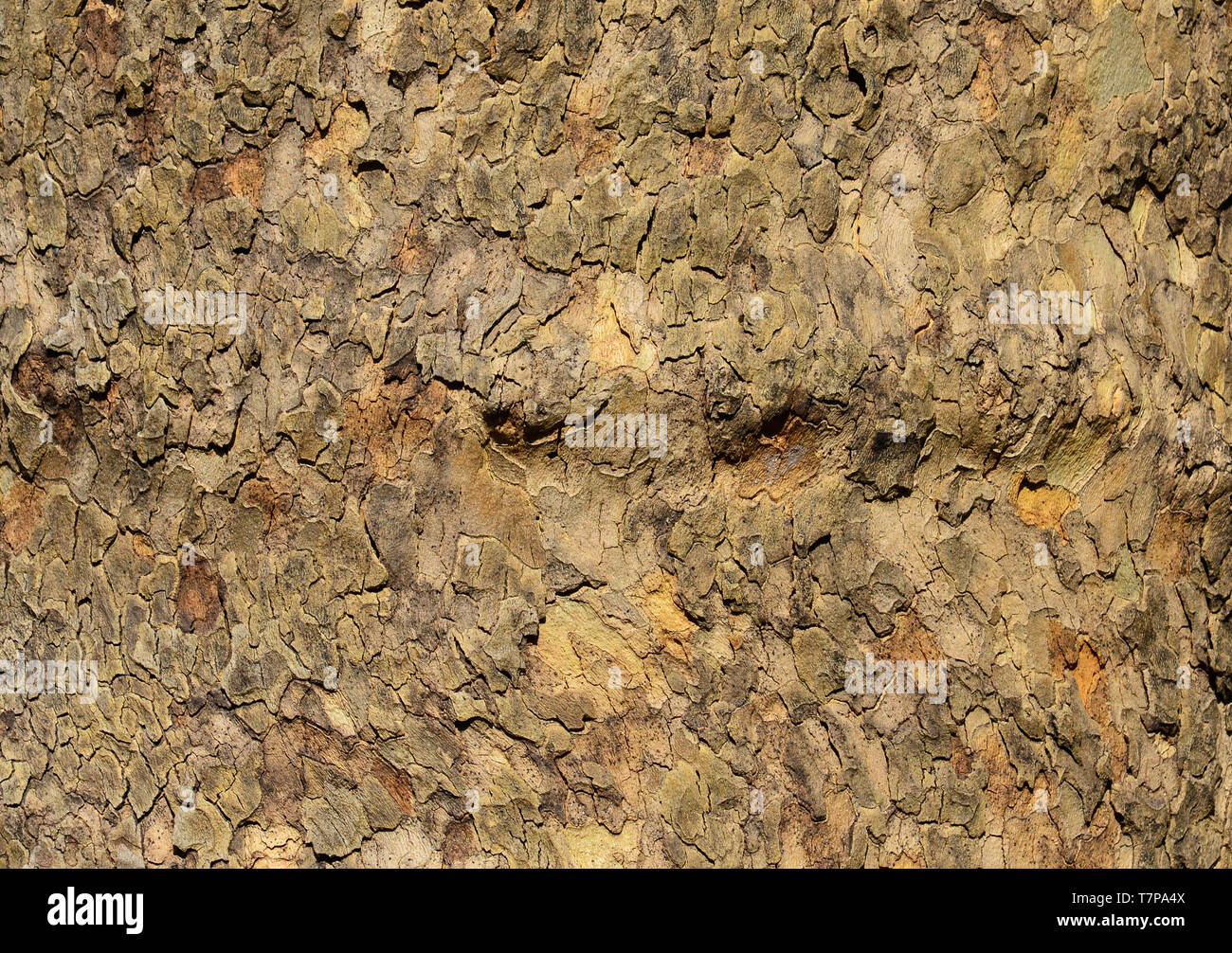 Trident maple hi-res stock photography and images - Alamy