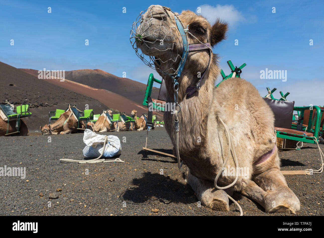 Camel Sleeping High Resolution Stock Photography and Images - Alamy