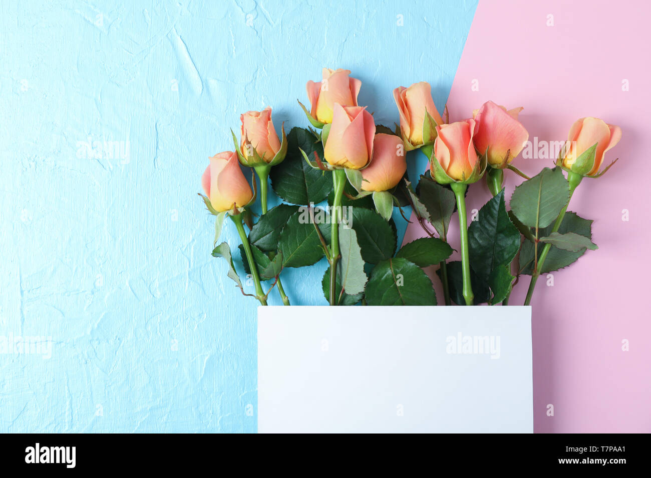 Two tone roses hi-res stock photography and images - Alamy