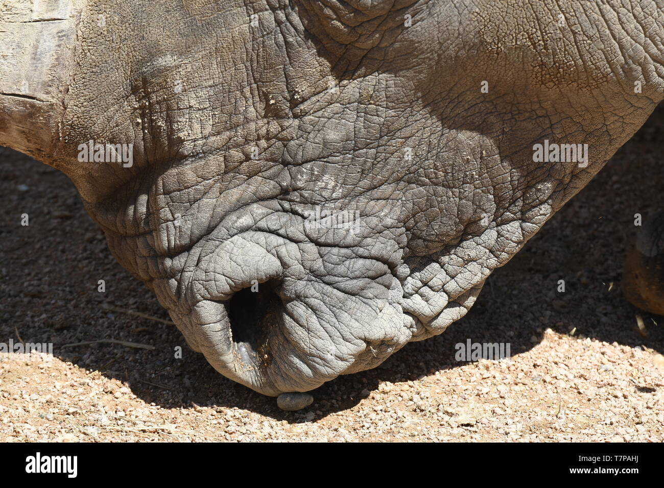 details of the parts of the body of a rhinoceros Stock Photo - Alamy