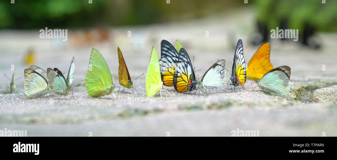 Group multi colored butterflies hi-res stock photography and images - Alamy