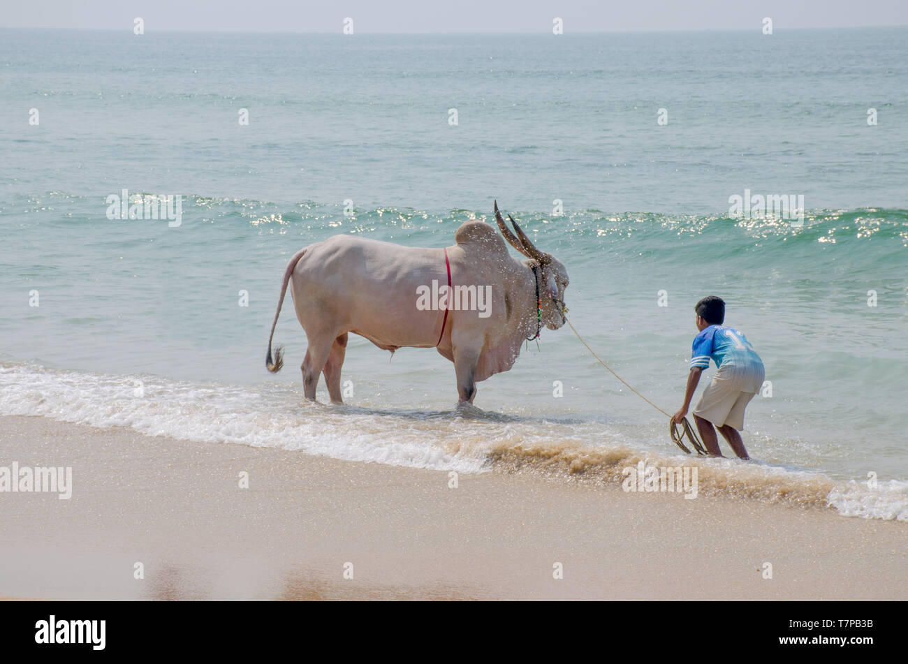 Animal a white buffalo on the beach Stock Photo - Alamy