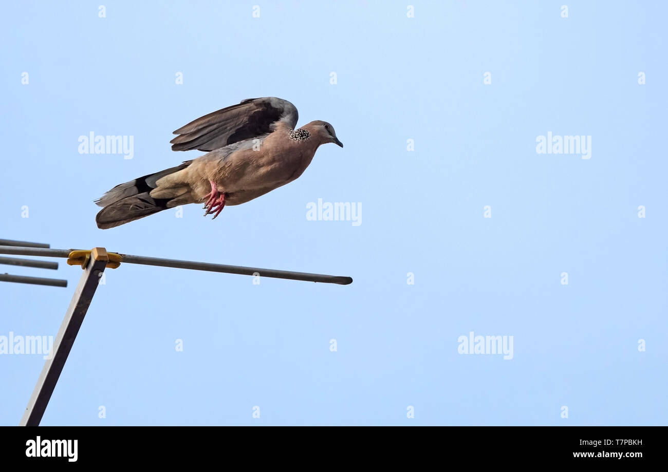Closeup Spotted Dove Jumping in The Air Isolated on Sky Stock Photo - Alamy