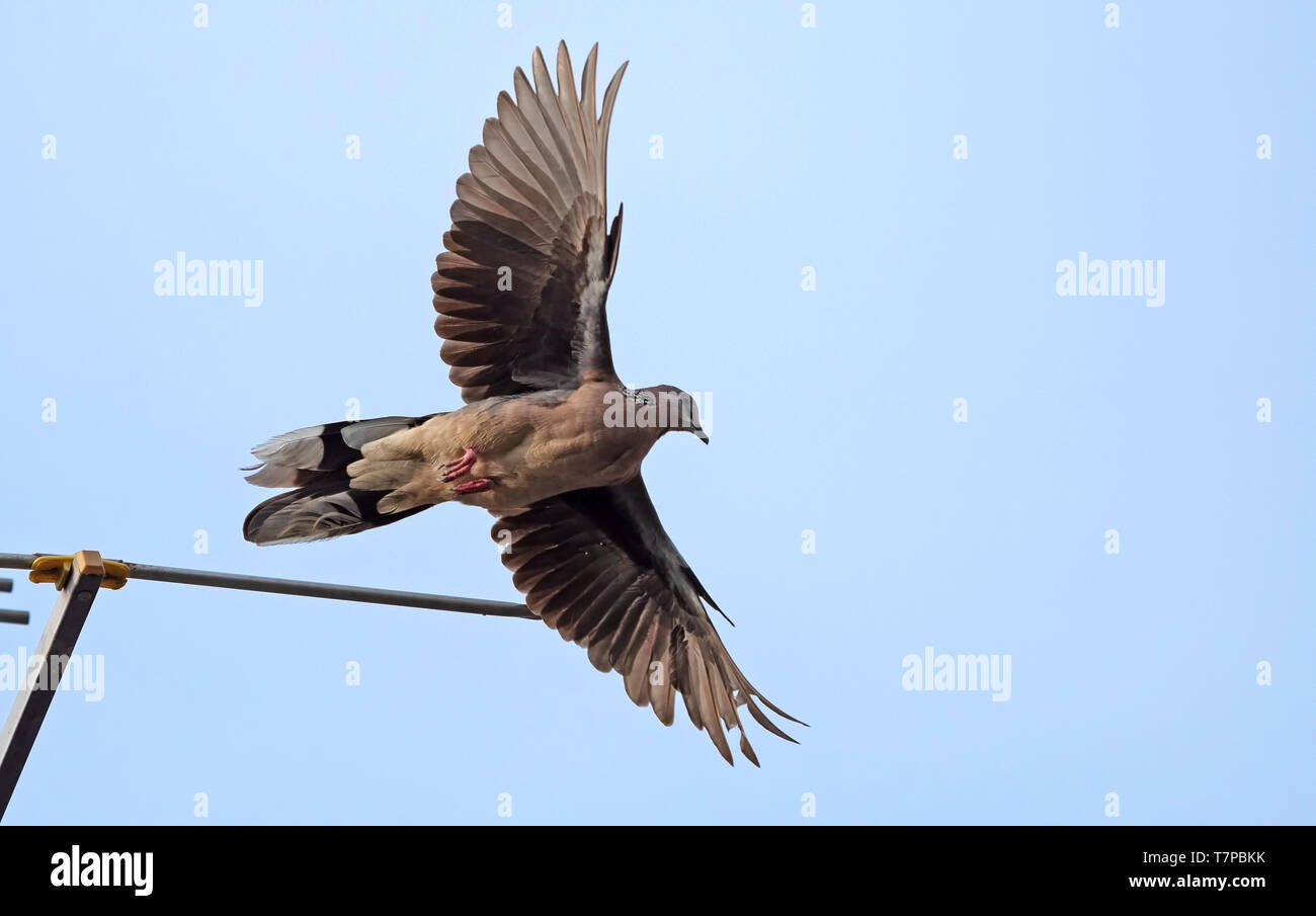 Closeup Spotted Dove Flying in The Air Isolated on Sky Stock Photo - Alamy