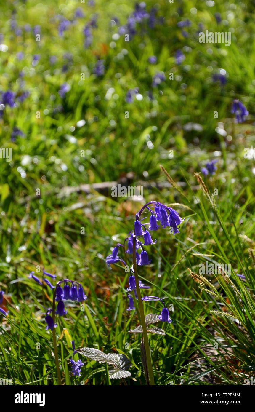 British bluebells (Hyacinthoides non-scripta) with Ash, Hazel and Oak ...