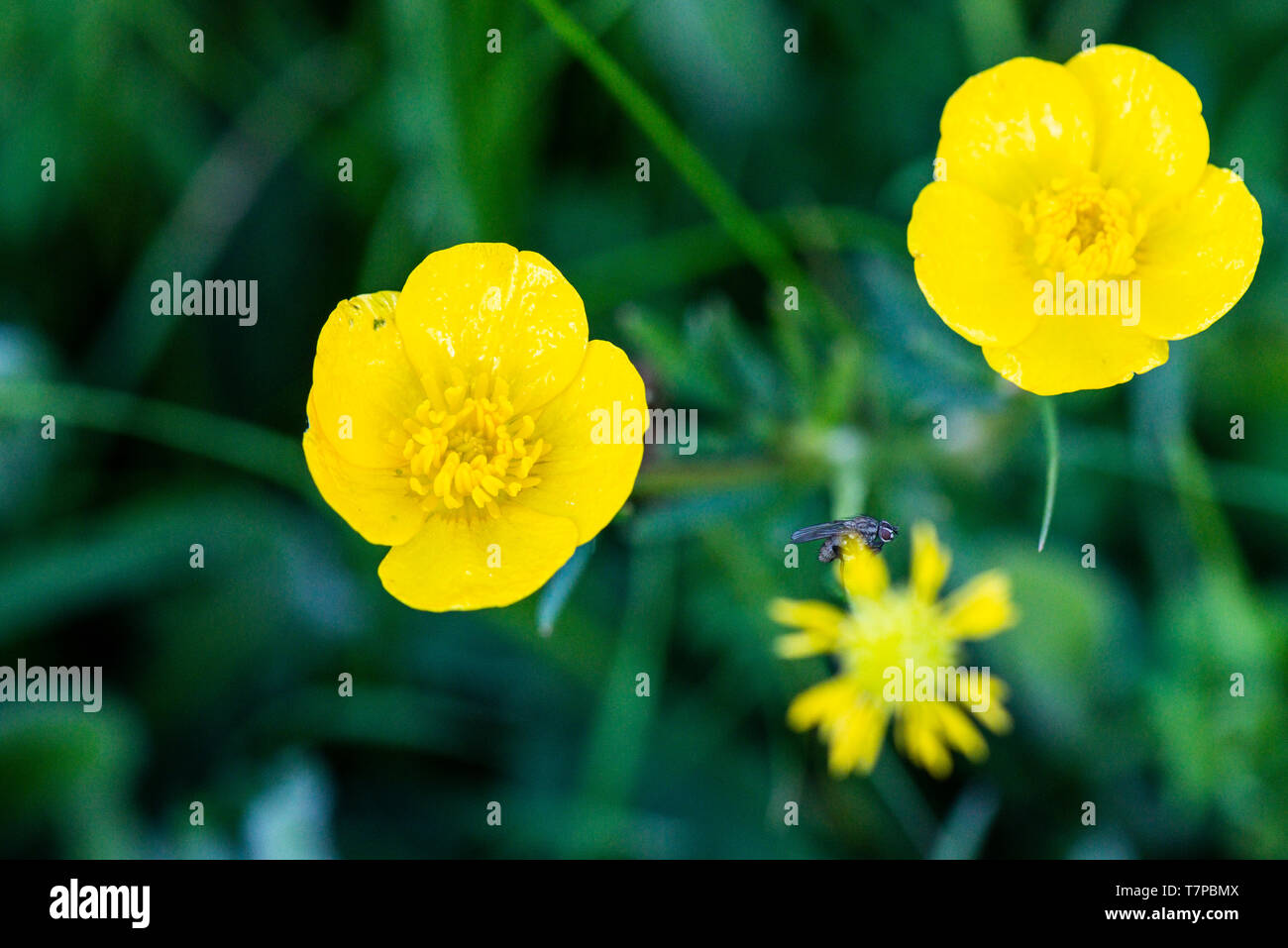 Buttercup with bug hi-res stock photography and images - Alamy