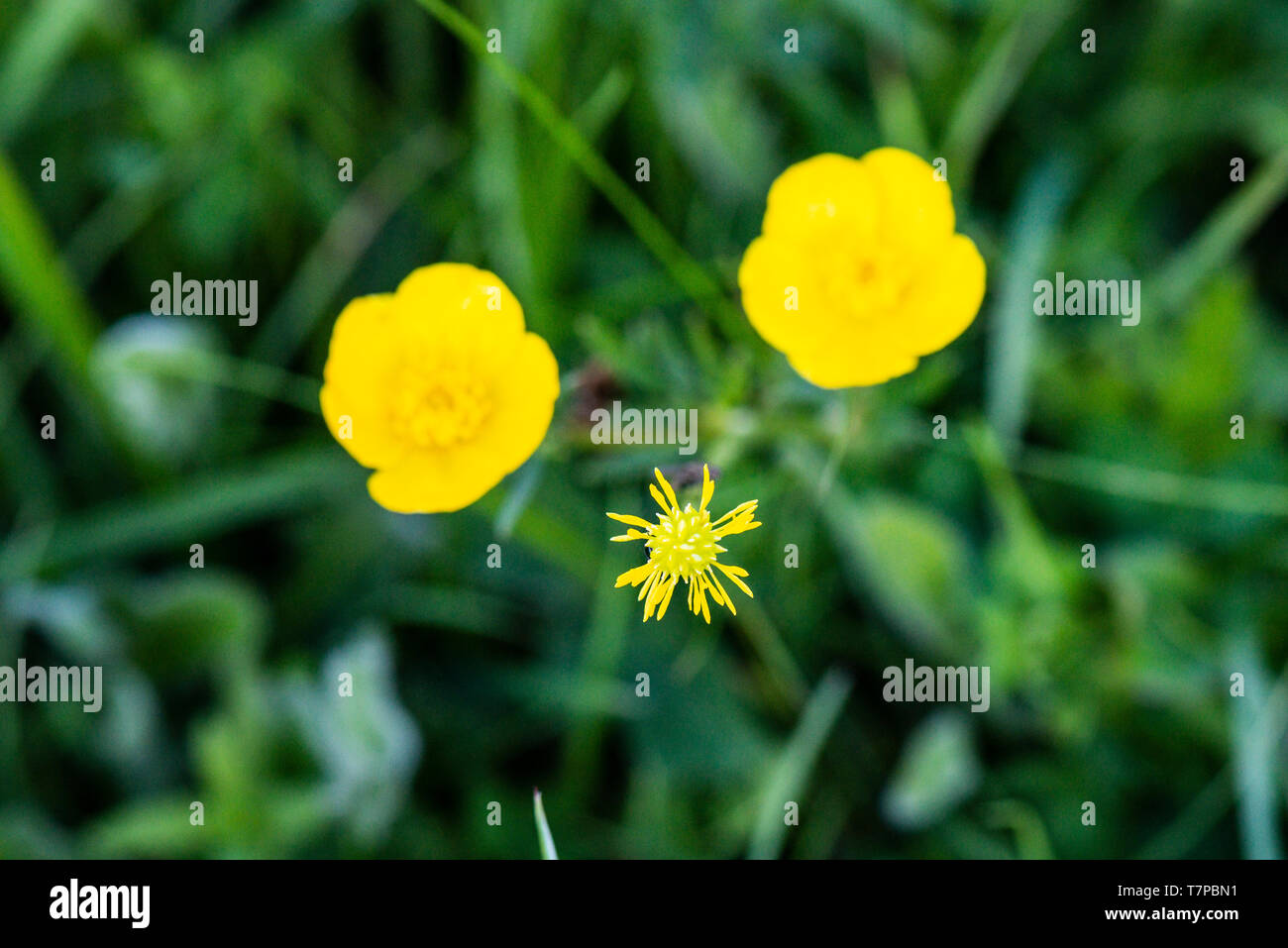 Common crowflower hi-res stock photography and images - Alamy