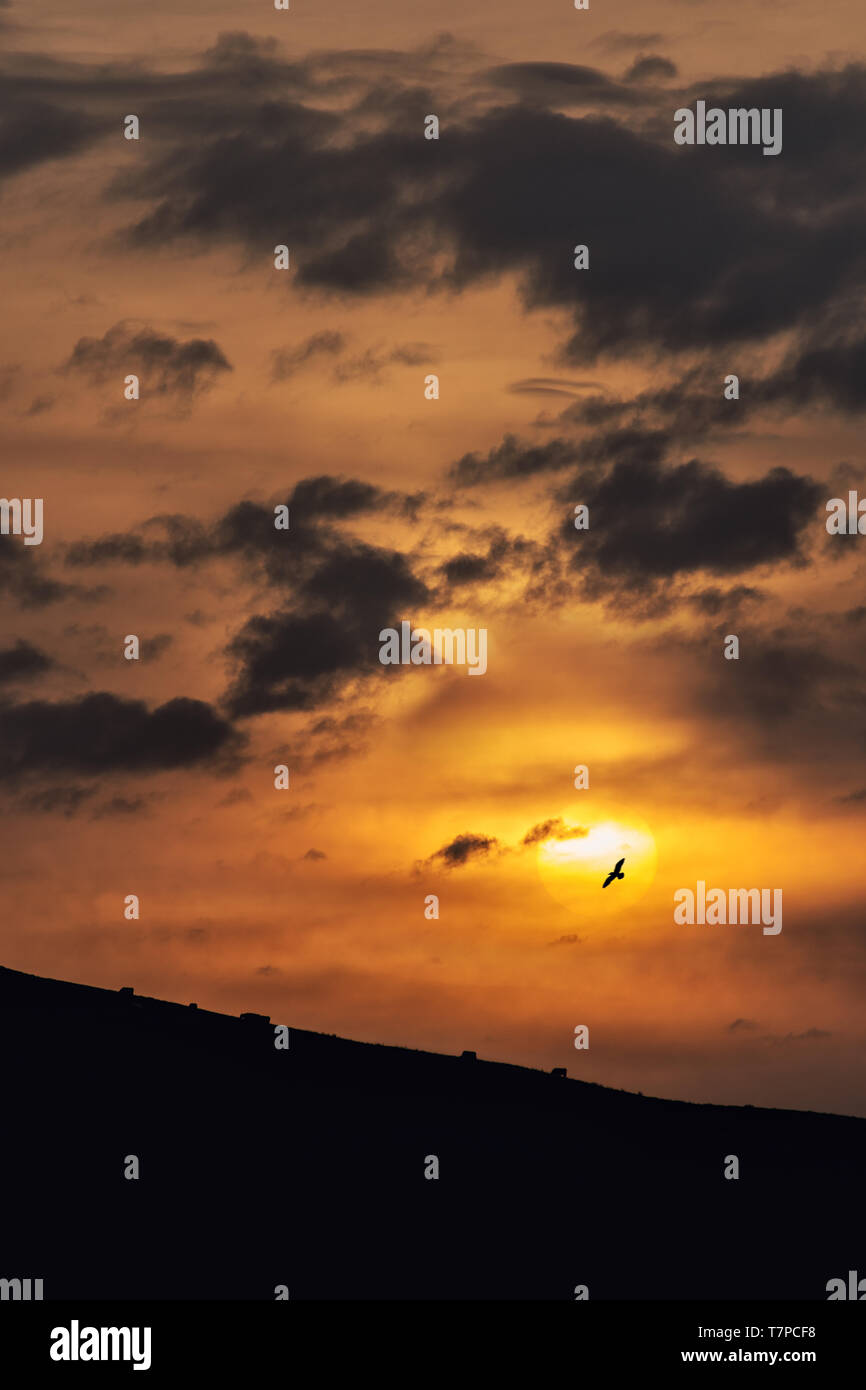 Bird flying past sun hi-res stock photography and images - Alamy