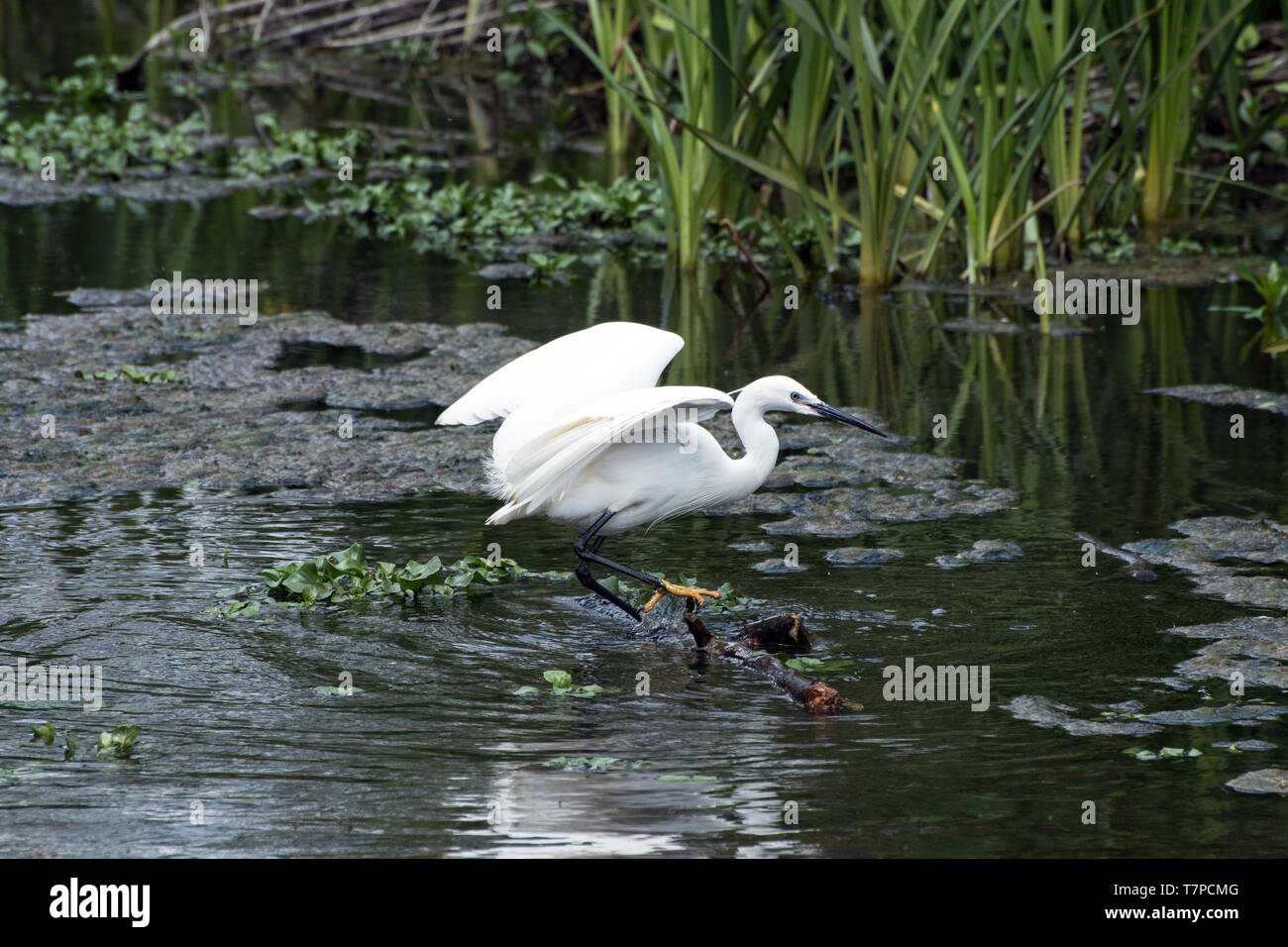 Little Egret trying to balance on a floating branch of a tree Stock ...