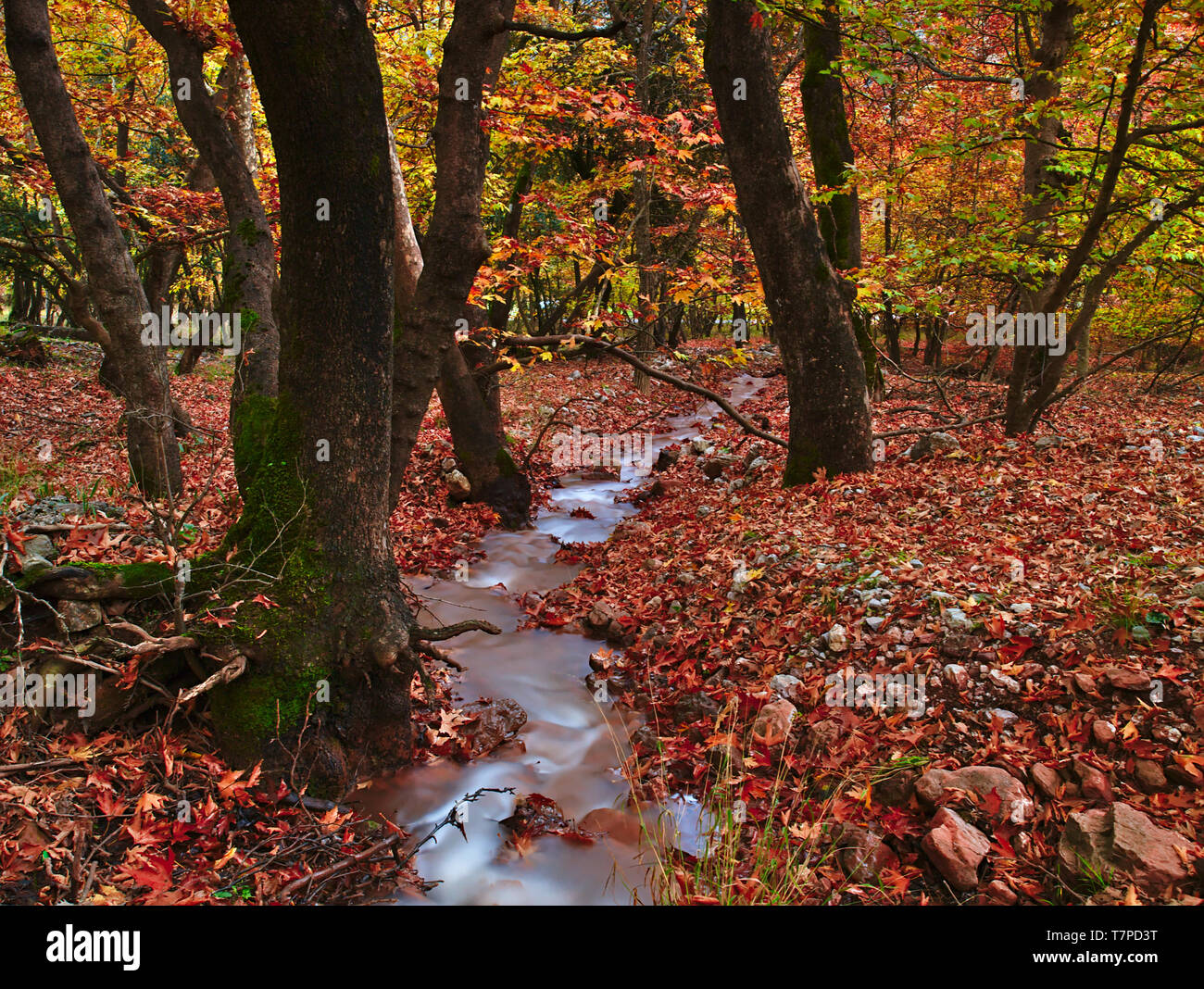 Beautiful autumn landscape from Planitero, in Kalavryta, Greece. Vivid ...
