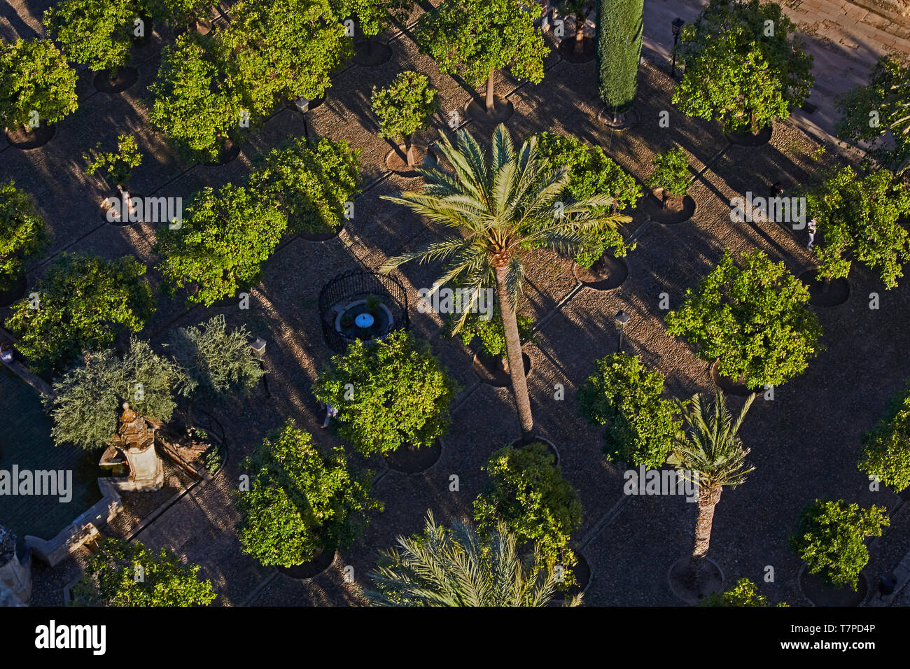 Birds eye view palm trees hi-res stock photography and images - Alamy