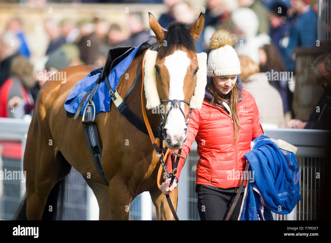 Kelso racecourse hi-res stock photography and images - Alamy