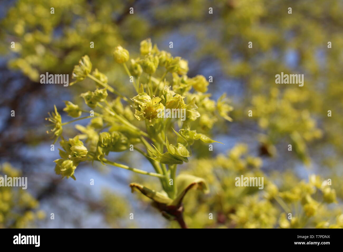 Beautiful maple blossoms hi-res stock photography and images - Alamy