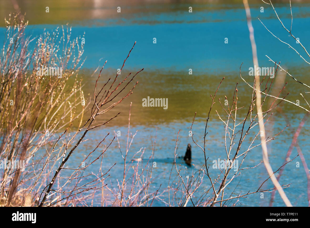 Aqua plants hi-res stock photography and images - Alamy