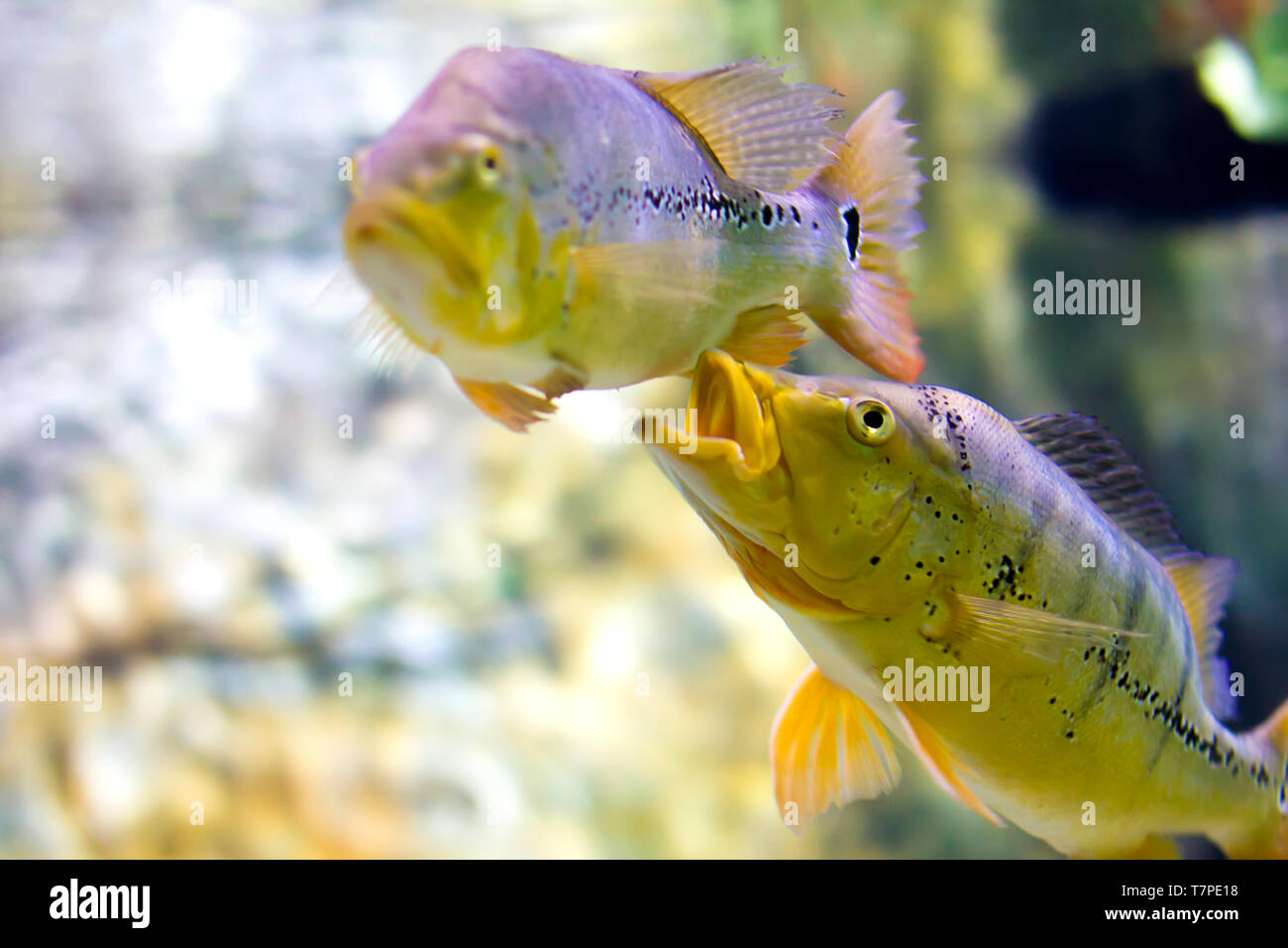 Two large yellow aquarium fish in natural conditions. Communication of ...