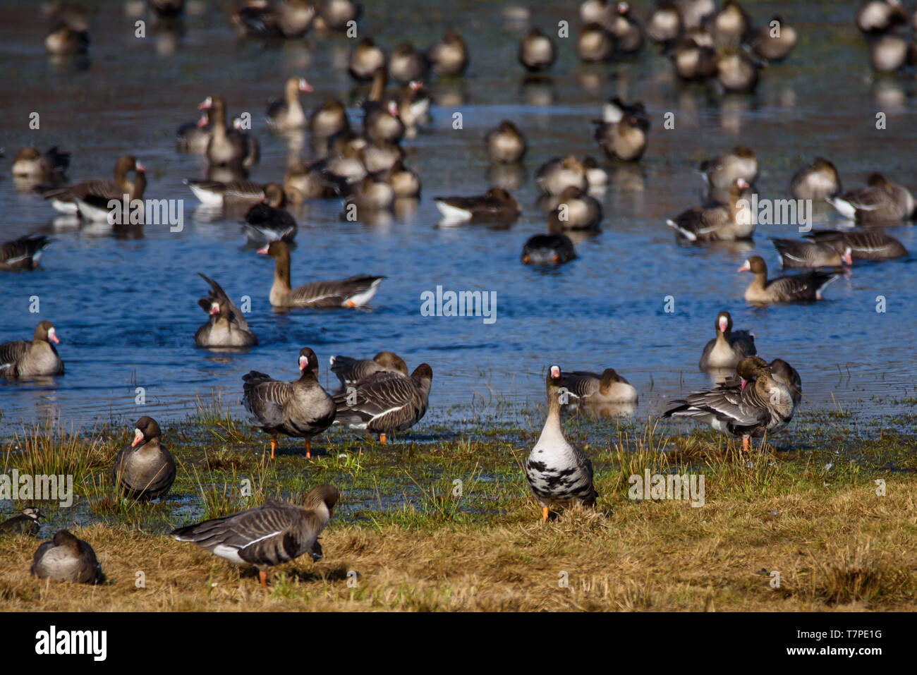 Huge crowd of migratory goose birds on flood land at field in ...