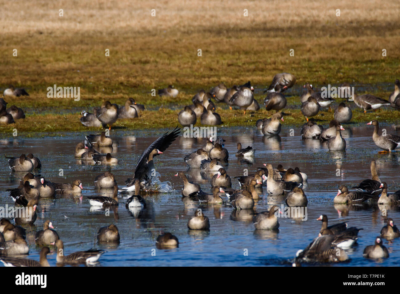 Huge crowd of migratory goose birds on flood land at field in ...