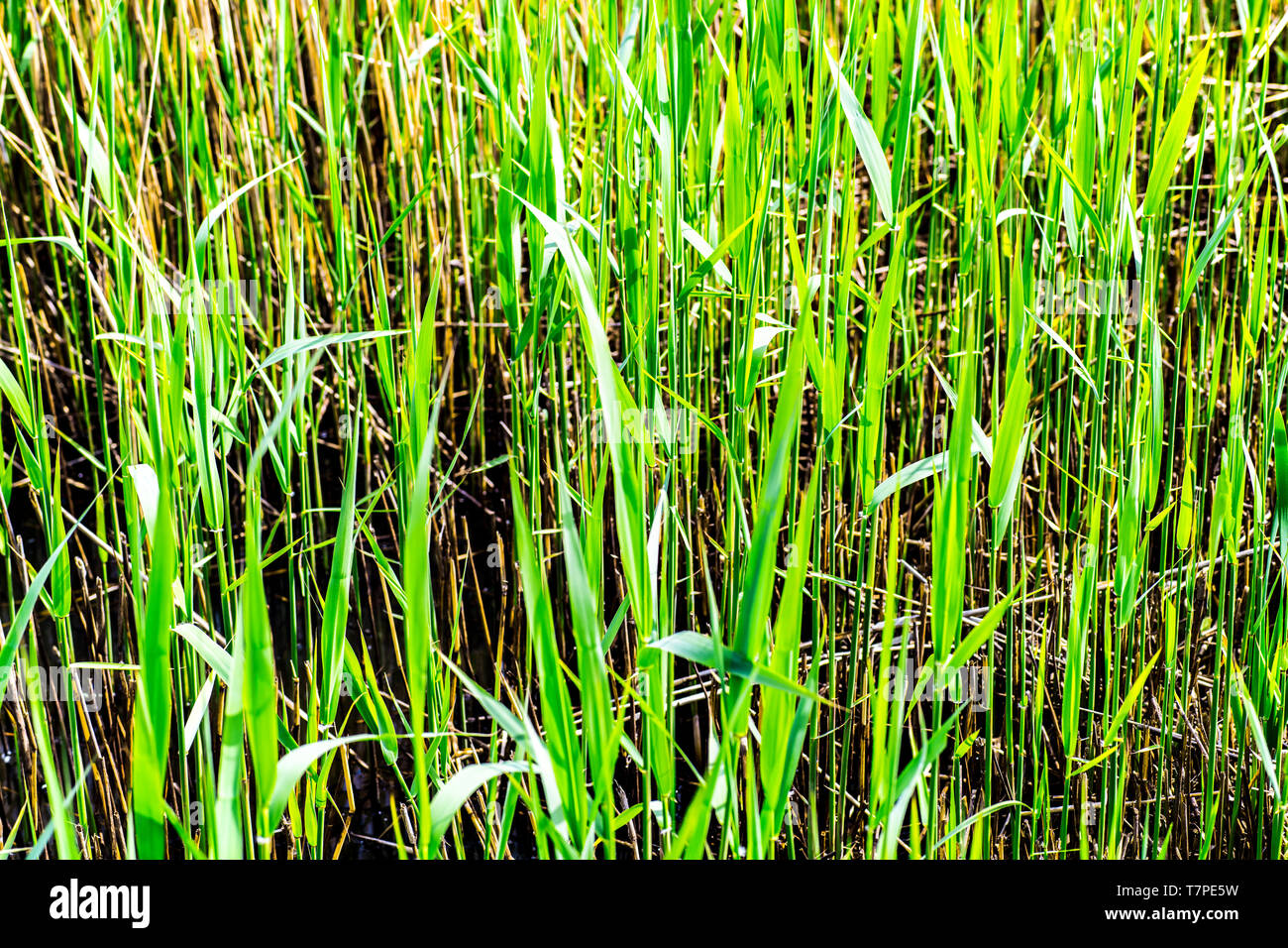 New Reeds background poster Stock Photo - Alamy
