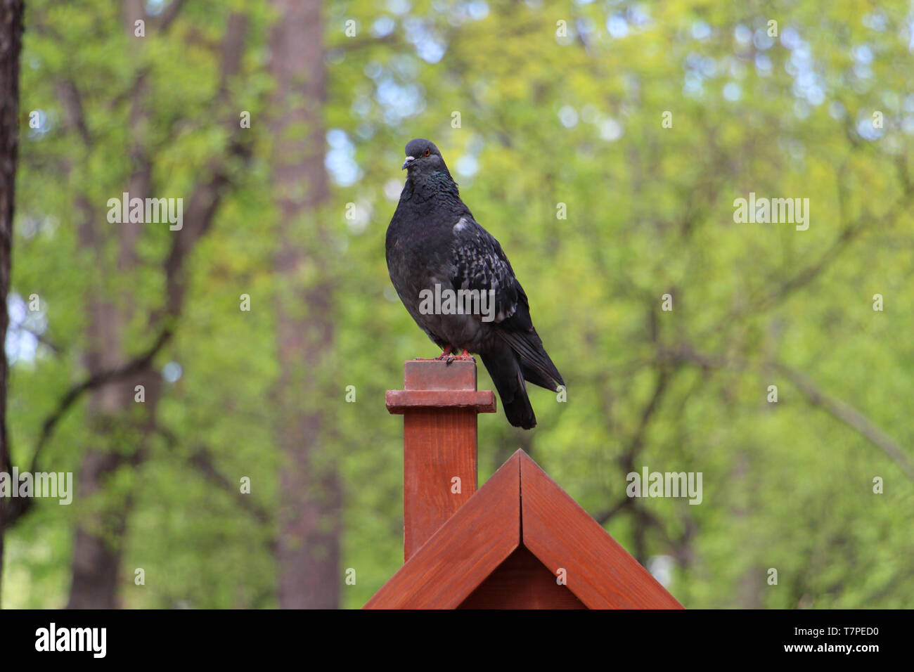 Lonely dove hi-res stock photography and images - Alamy