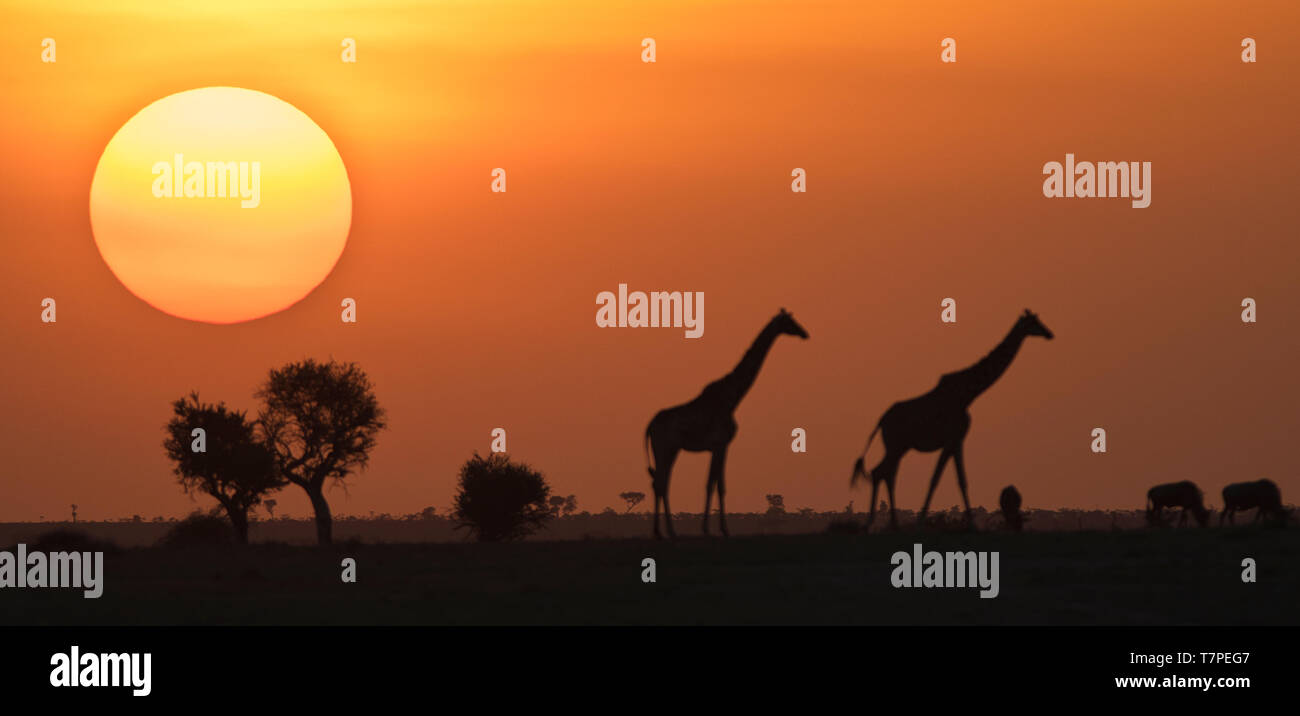 Giraffe and sun hi-res stock photography and images - Alamy