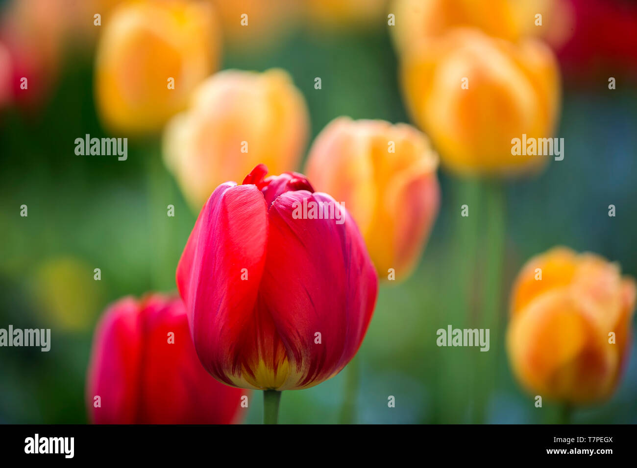 Ninja flower hi-res stock photography and images - Alamy