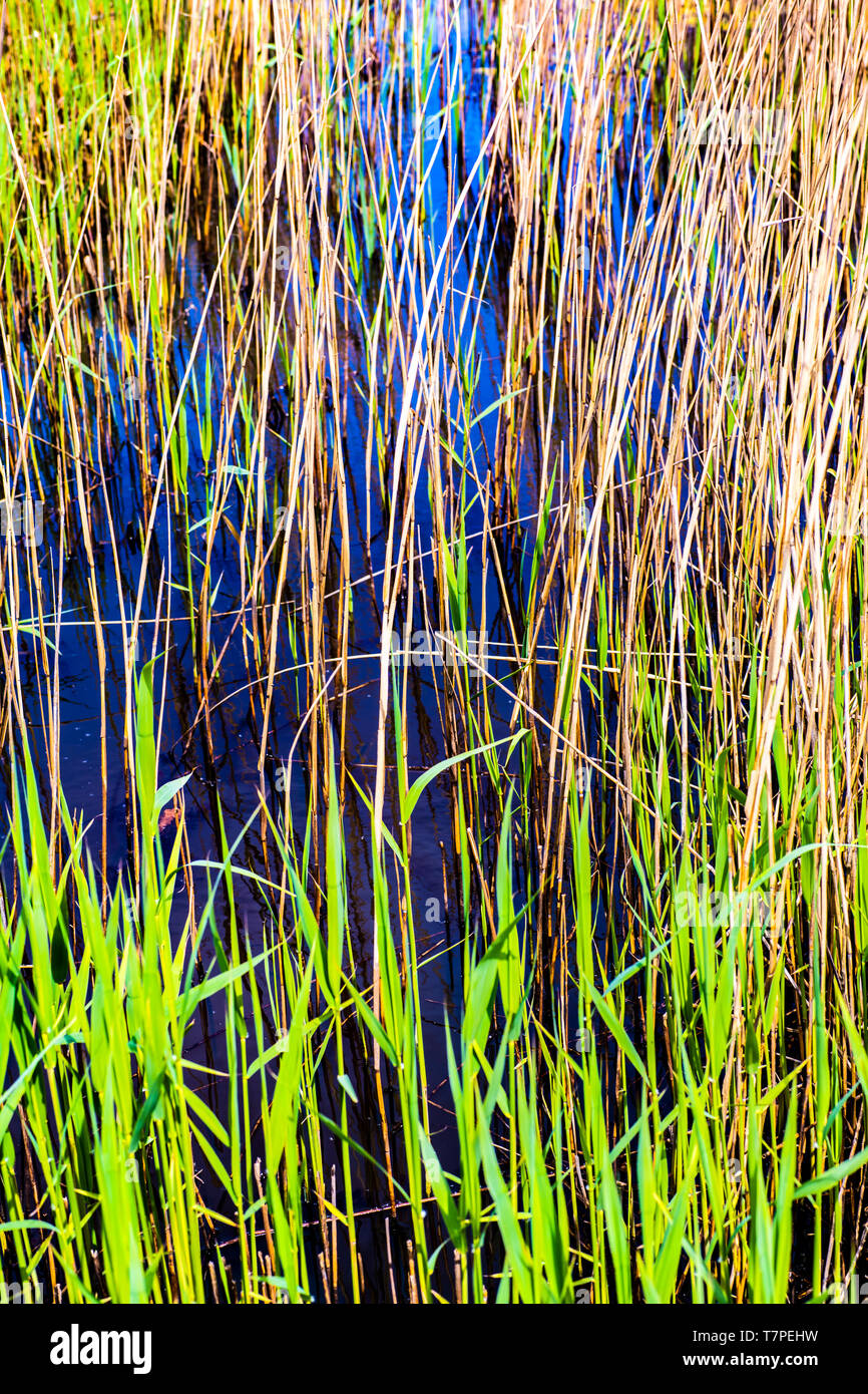 New Reeds background poster Stock Photo - Alamy