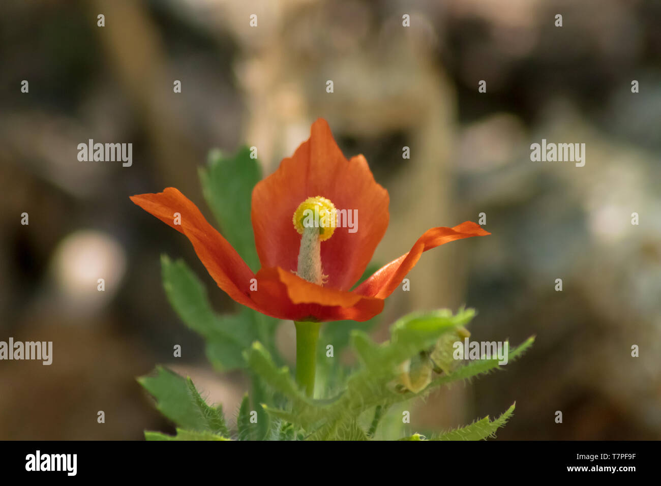 Roter glaucus hi-res stock photography and images - Alamy