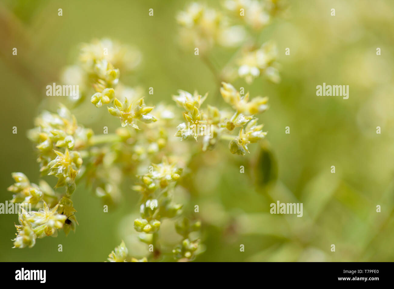 Flora of Gran Canaria - Paronychia canariensis, canarian Stock Photo ...