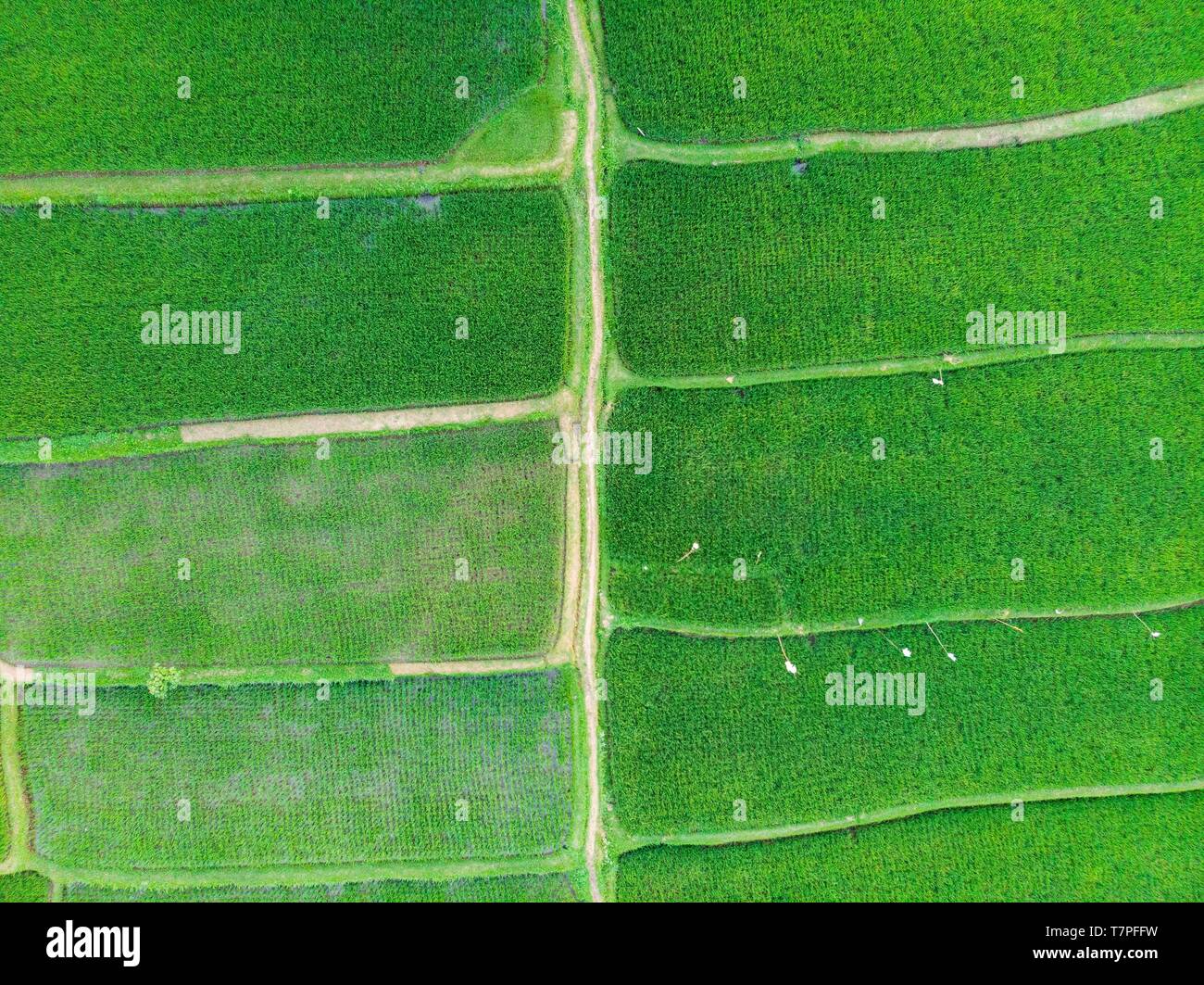 Indonesia, Bali center, Ubud, the village of Aas, surrounding rice ...