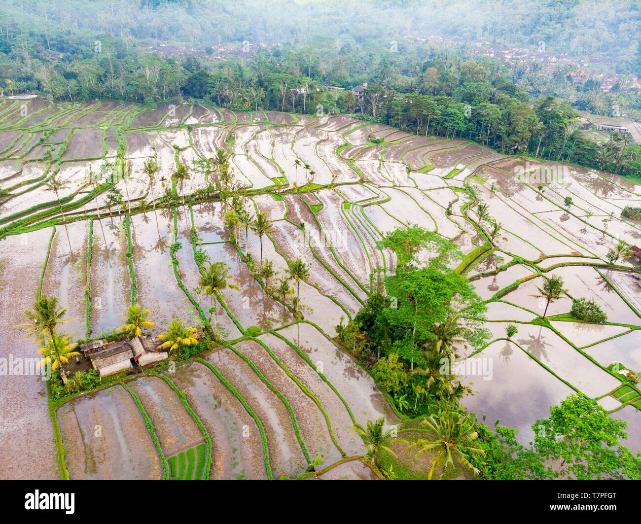 Aerial view of rice terraced field hi-res stock photography and images ...
