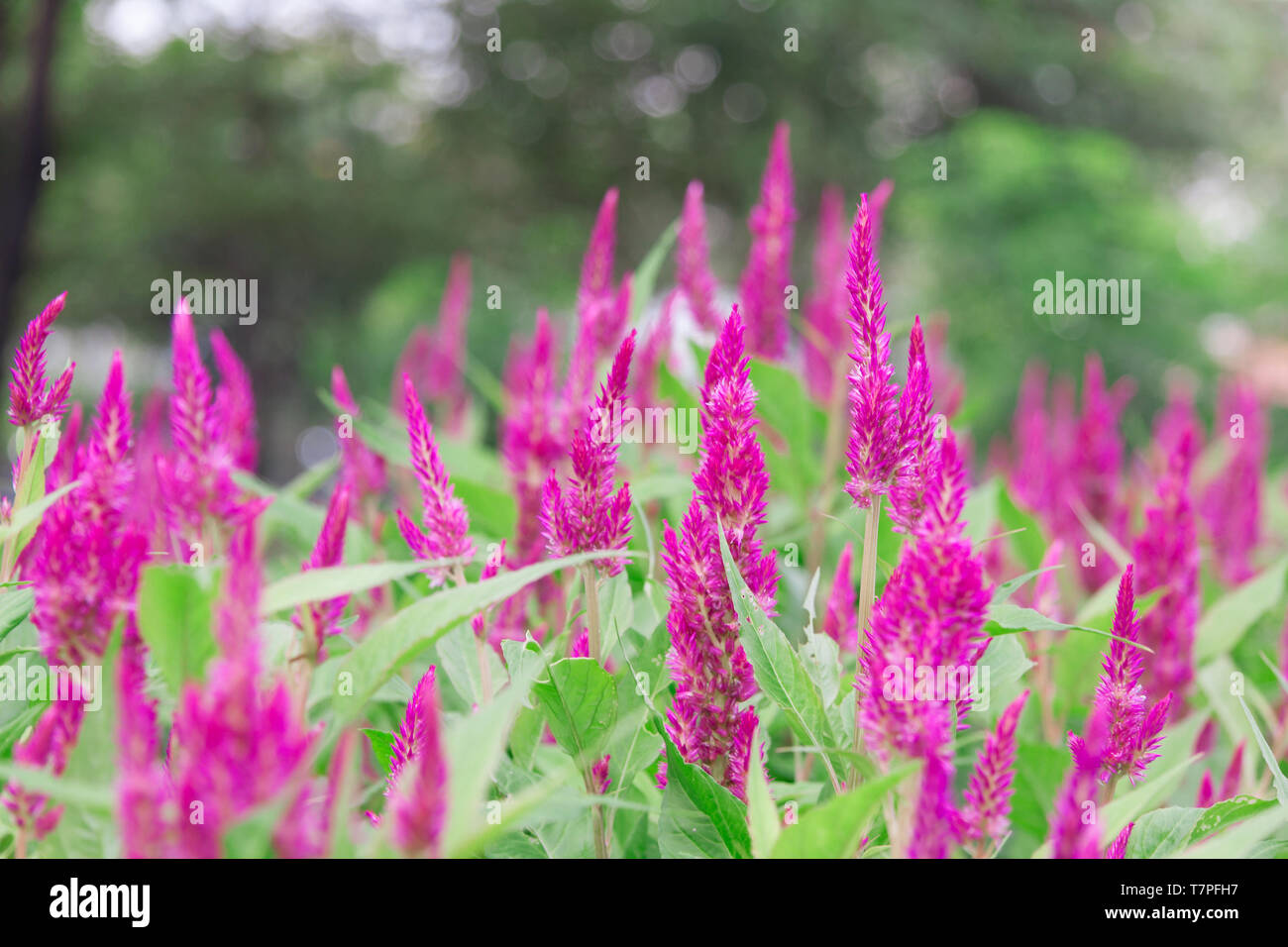Celosia cristata cockscomb hi-res stock photography and images - Alamy