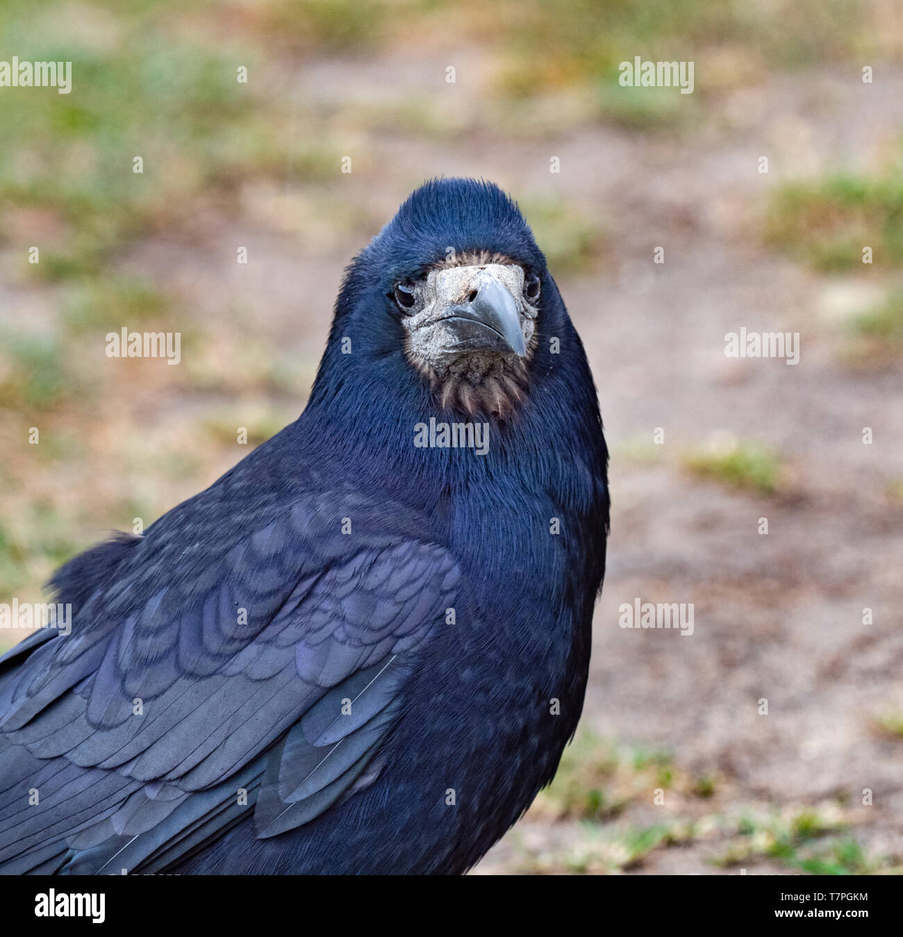 Rook Corvus frugilegus head closeup Norfolk Stock Photo - Alamy