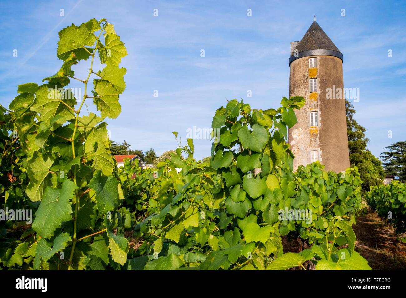 Vallet loire atlantique hi-res stock photography and images - Alamy