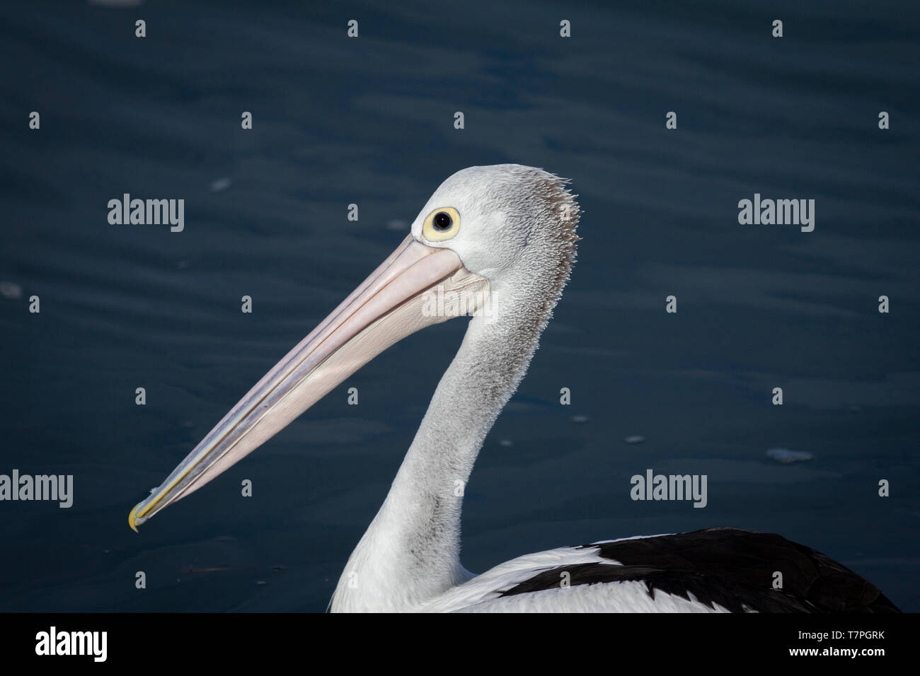 Pelican head closeup hi-res stock photography and images - Alamy