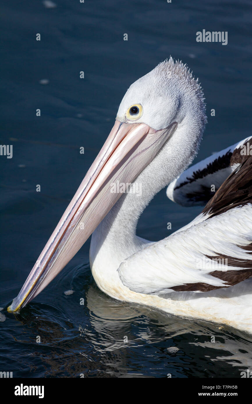 Australian Pelican Head Stock Photo - Alamy