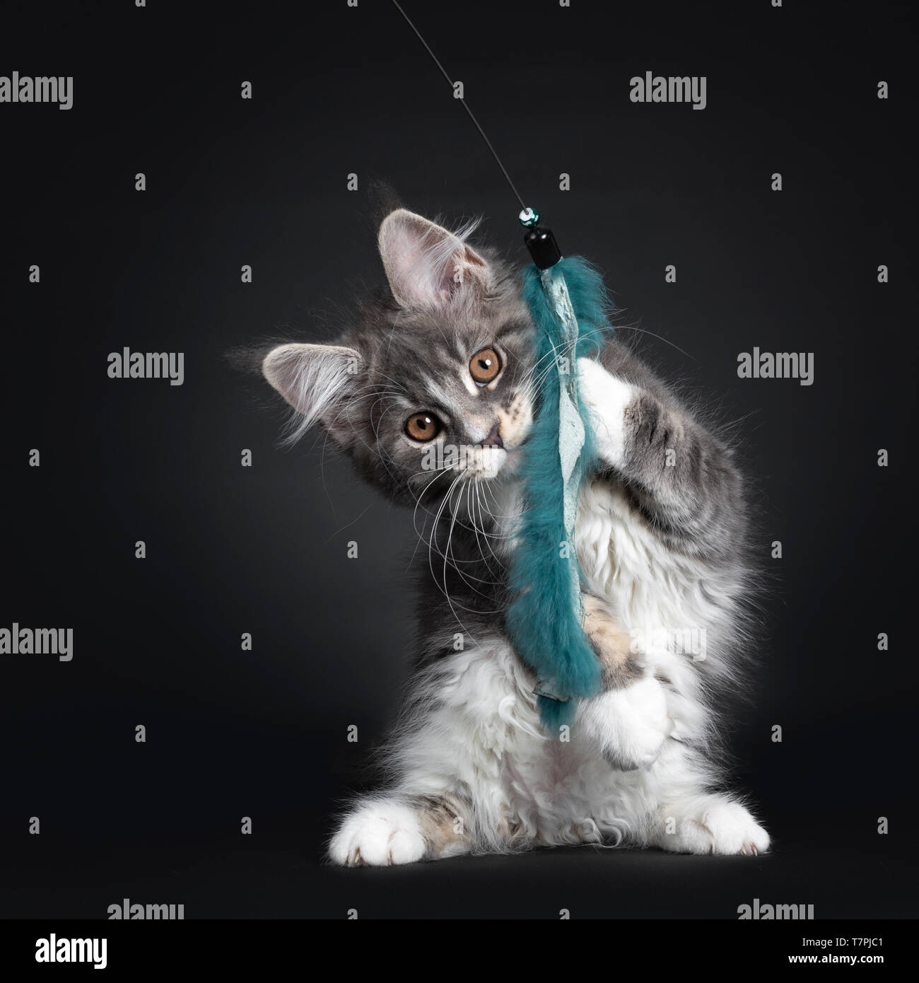 Adorable blue with white Maine Coon cat kitten, sitting on hind paws ...