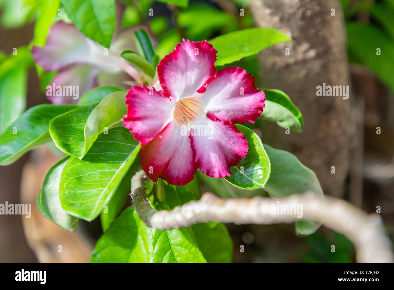 MACRO Adenium flowers white with pink edges tree or Desert rose, Mock ...