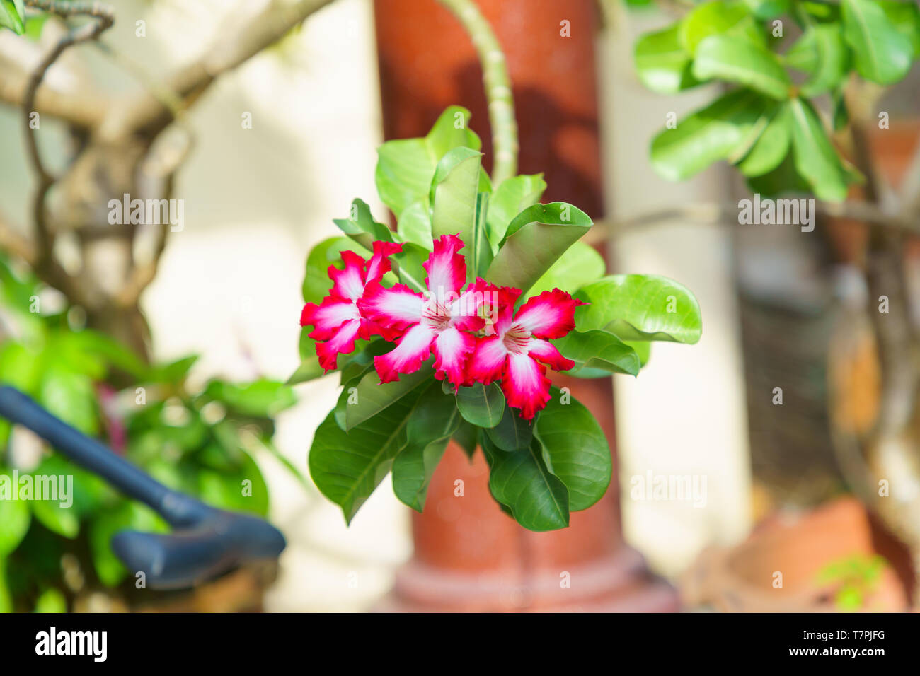 MACRO Adenium flowers white with pink edges tree or Desert rose, Mock ...