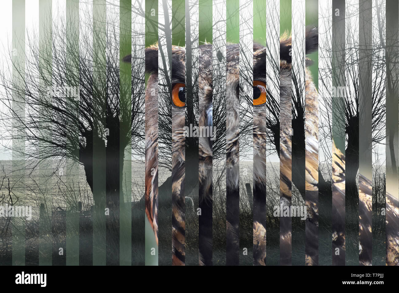 portrait of an Eurasian eagle owl (bubo bubo) and its habitat cut in ...