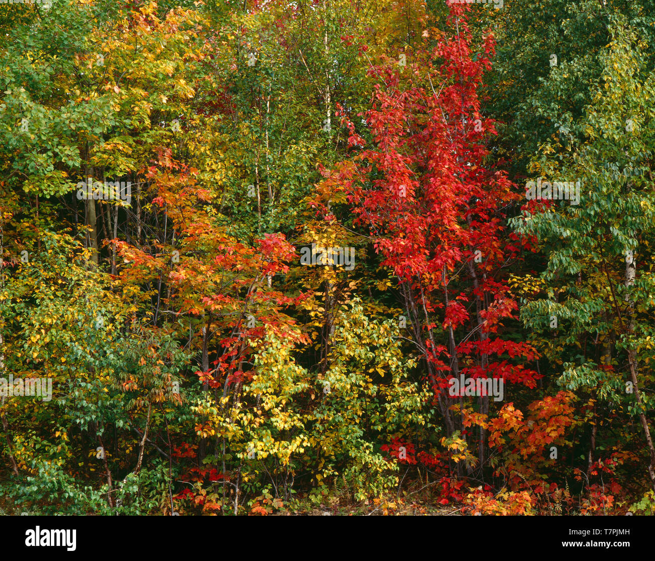 USA, New Hampshire, White Mountain National Forest, Autumn color of ...