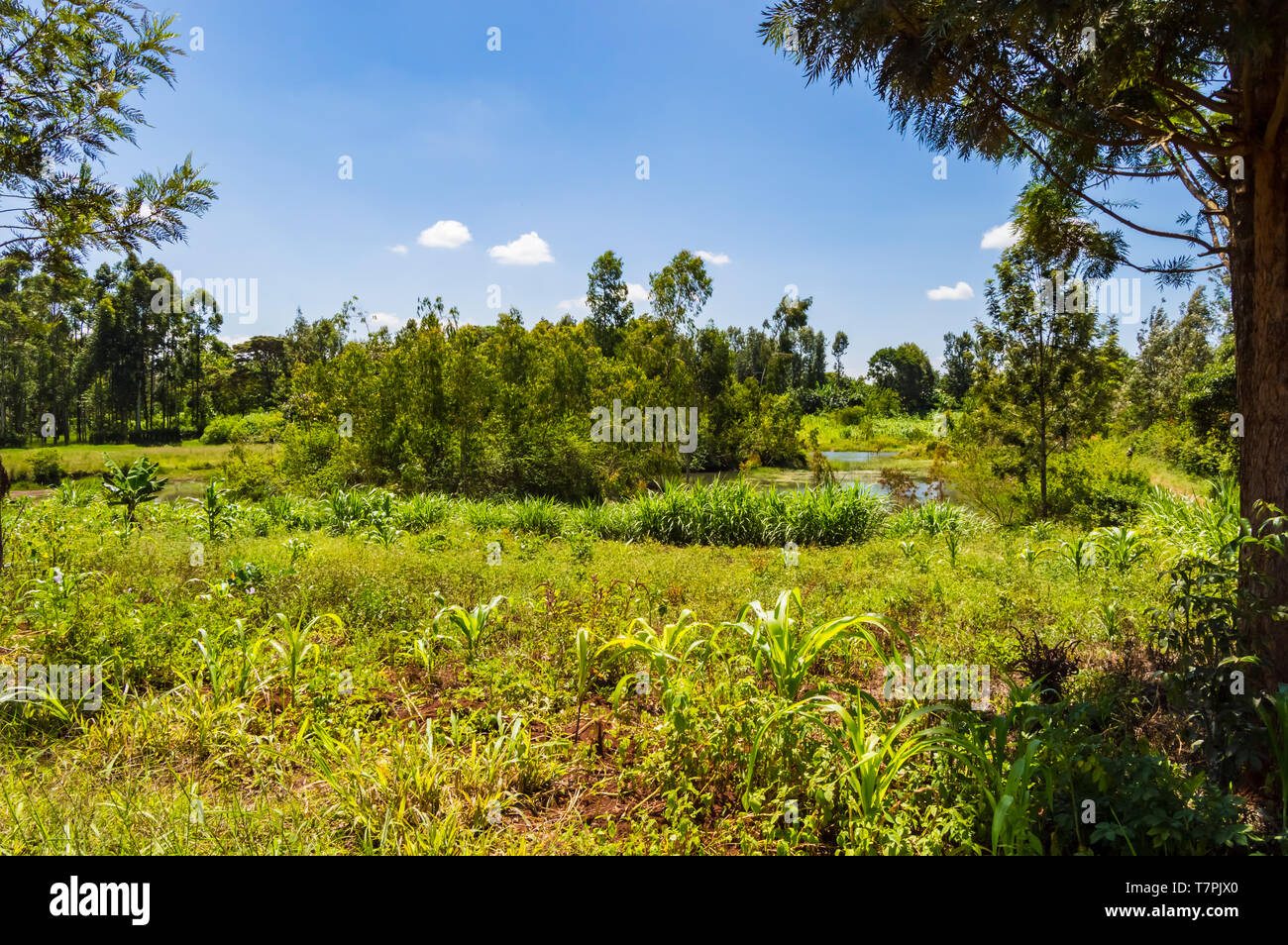 Maize and banana field in the countryside near Thika town in central ...