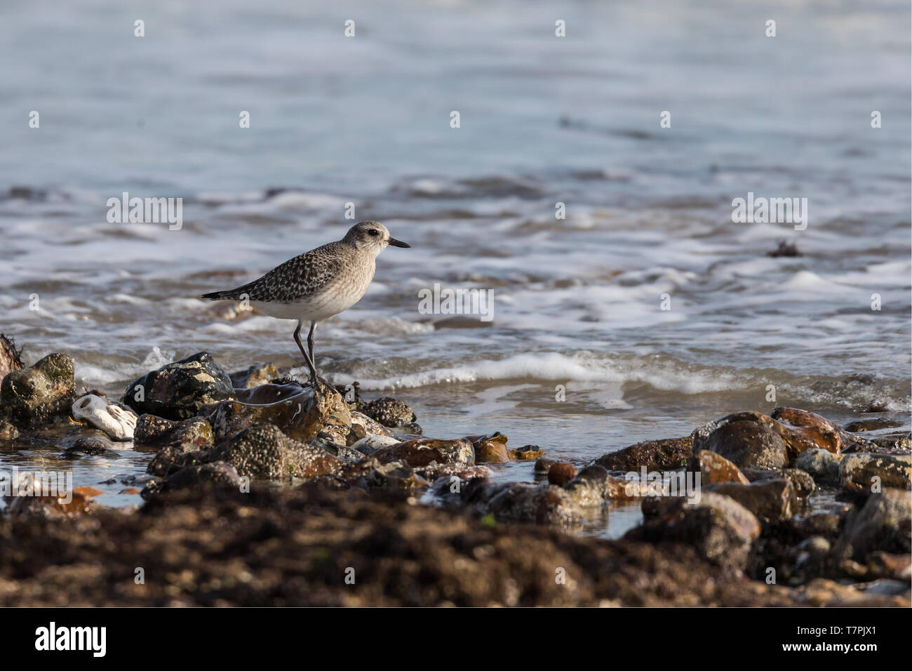 Grey plover pluvialis squatarola on a beach hi-res stock photography ...