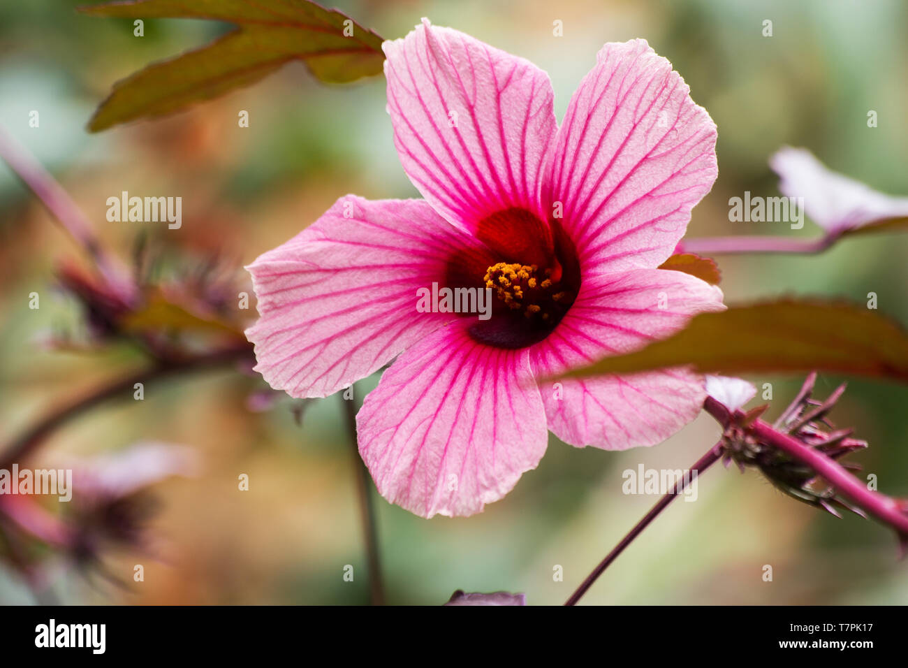 Roselle hibiscus flower on natural background Stock Photo - Alamy