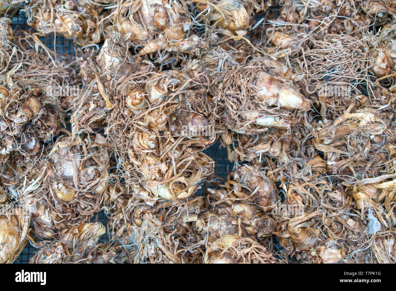 Tuberose flowers hi-res stock photography and images - Alamy